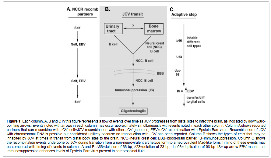 Orderly Steps in Progression of JC Virus to Virulence in the Brain