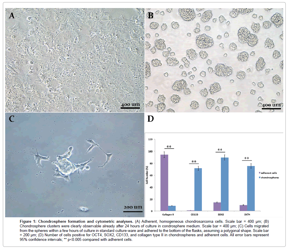 Molecular Profiling of Human Primary Chondrosarcoma-Derived Spheres ...