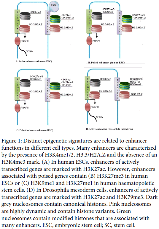 Molecular Enhancers; Remote Controls the Differential Gene Expres