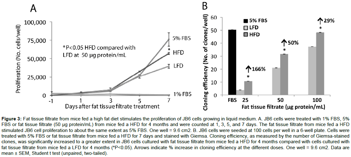 Parametrial Fat Tissue from High Fat Diet-Treated SKH-1 Mice Stimulates ...
