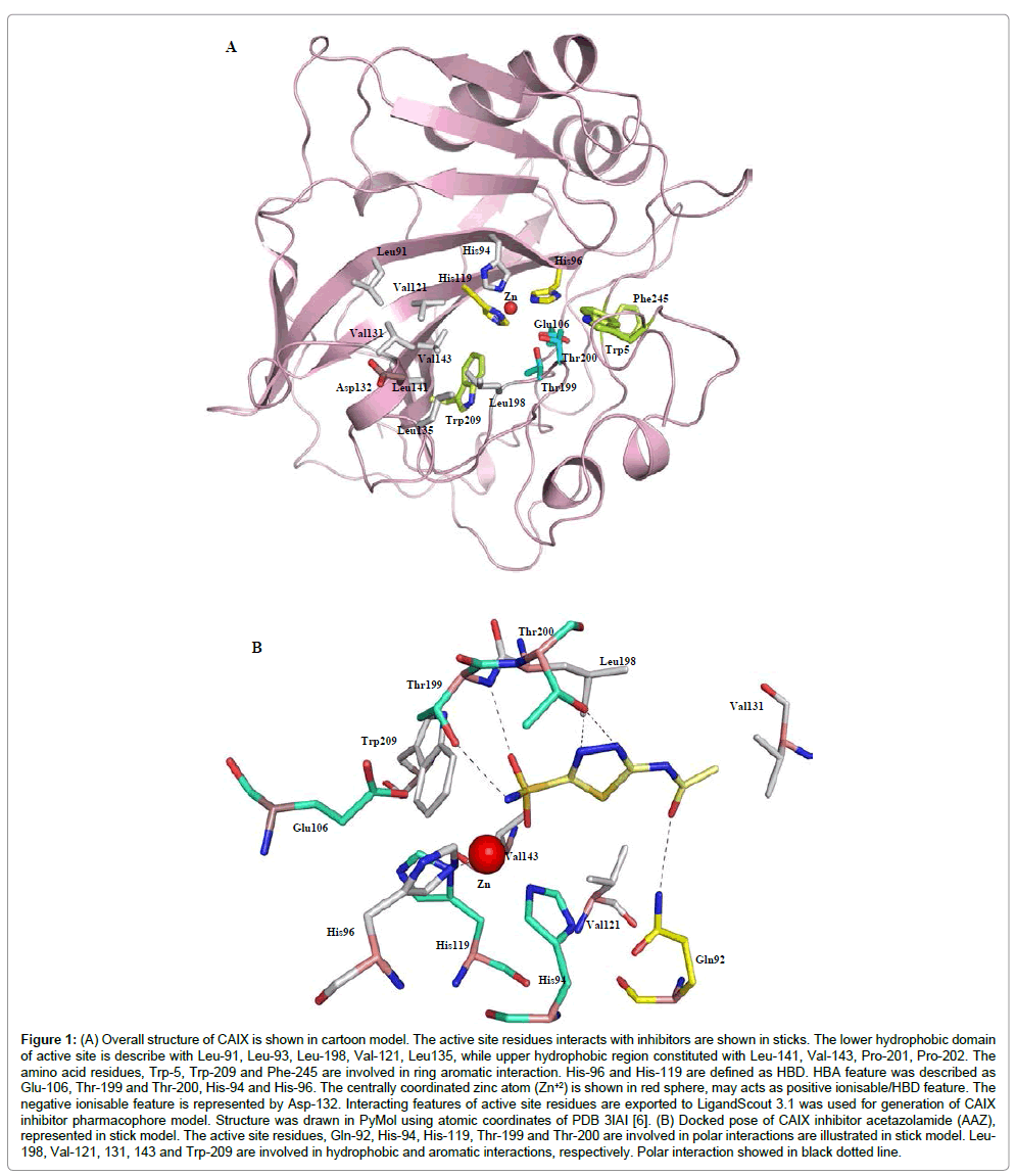 Receptor Chemoprint Derived Pharmacophore Model for Development of CAIX ...