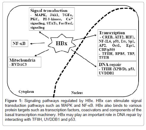 Role of Hepatitis B virus X Protein in DNA Repair During Hepatocellular ...