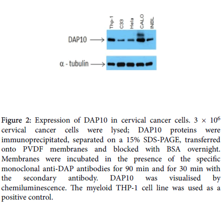 MICA Regulates the Expression of DAP10 and Signals through an ...