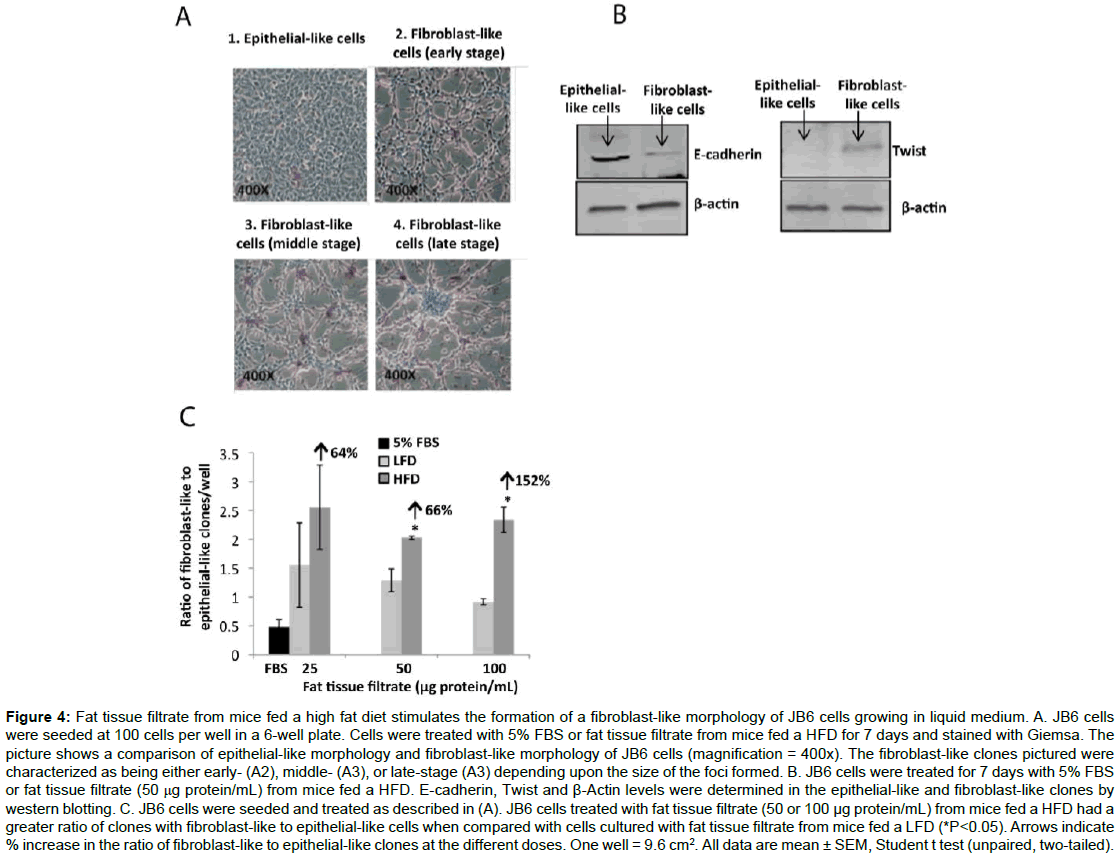 Parametrial Fat Tissue from High Fat Diet-Treated SKH-1 Mice Stimulates ...