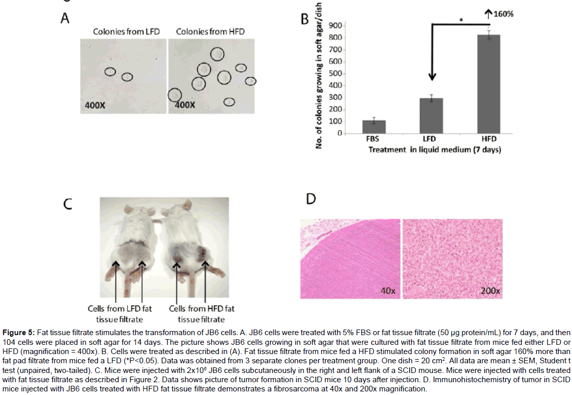 Parametrial Fat Tissue from High Fat Diet-Treated SKH-1 Mice Stimulates ...