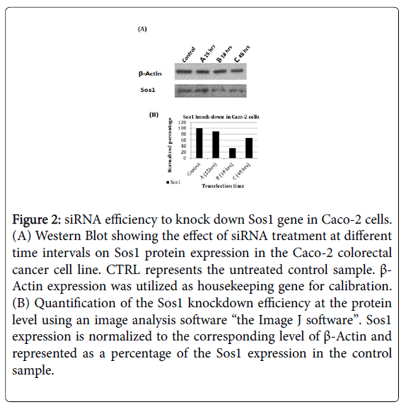 Downstream Signaling of the Sos Gene is Not Required during the P