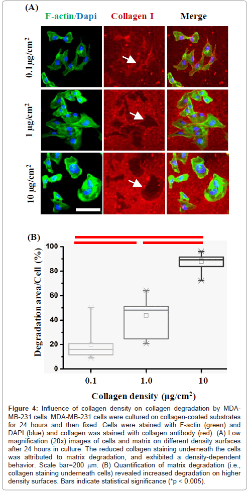 Extracellular Matrix Density Regulates Extracellular Proteolysis via ...