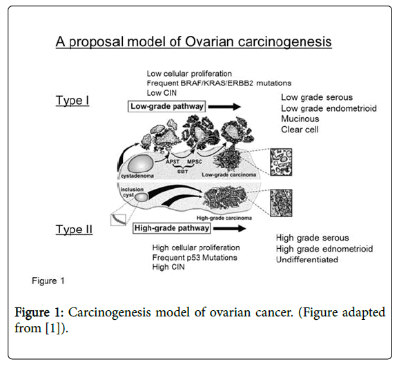 Molecular-Biological Characteristics of Type I, Ovarian Low-Grade