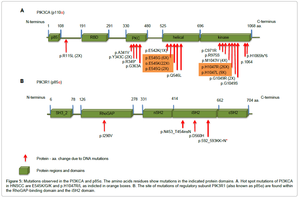The Determinants of Head and Neck Cancer: Unmasking the PI3K Pathway ...