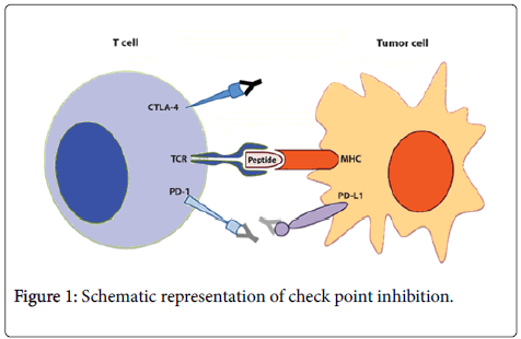 The Mechanism of Checkpoint Inhibitors in Gynecologic Cancer