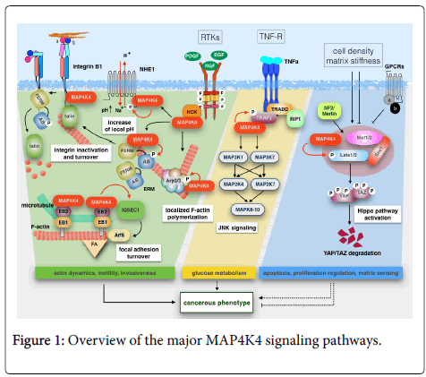 The Ser/Thr Kinase MAP4K4 Controls Pro-Metastatic Cell Functions