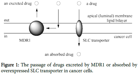 Possibilities of Cancer Chemotherapy Based on Transporter-Conscio