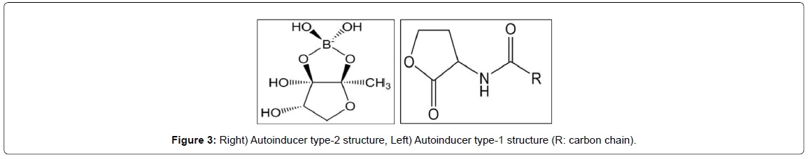 Quorum Sensing in Bacteria and a Glance on Pseudomonas aeruginosa