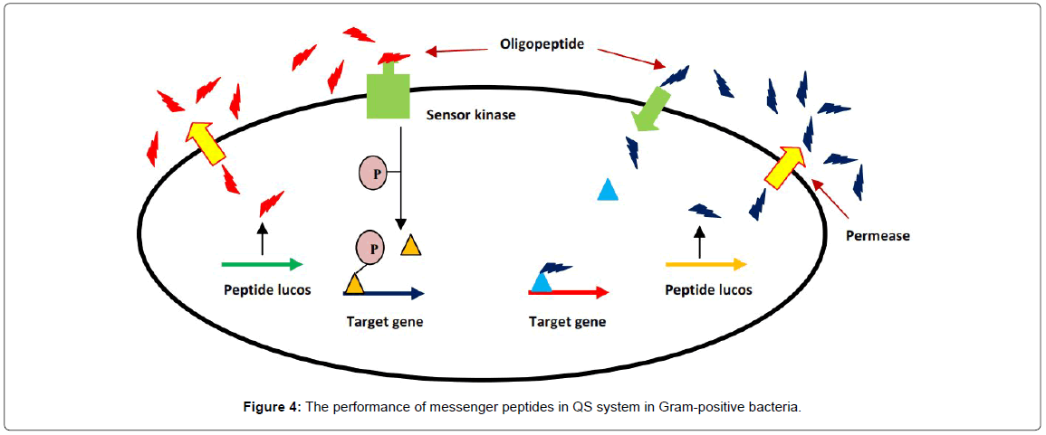 Quorum Sensing in Bacteria and a Glance on Pseudomonas aeruginosa
