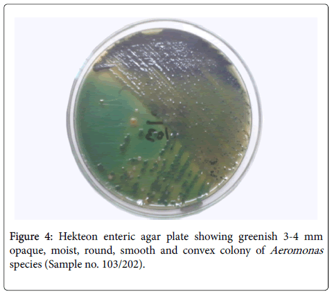 Bacterial Etiology of Diarrhoeal Disease in Children and Antibiog