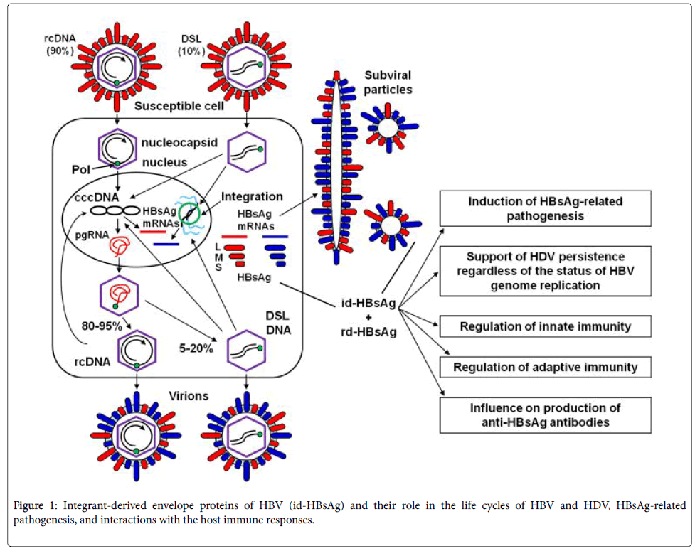 Commentary to: Relative Abundance of Integrant-Derived Viral RNAs in ...