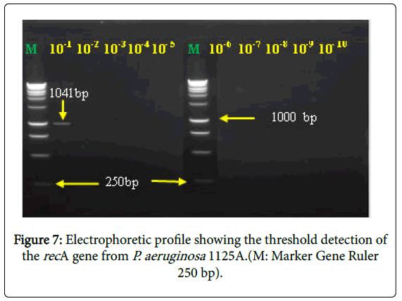 Comparative Evaluation of Molecular Detection Performance of ...