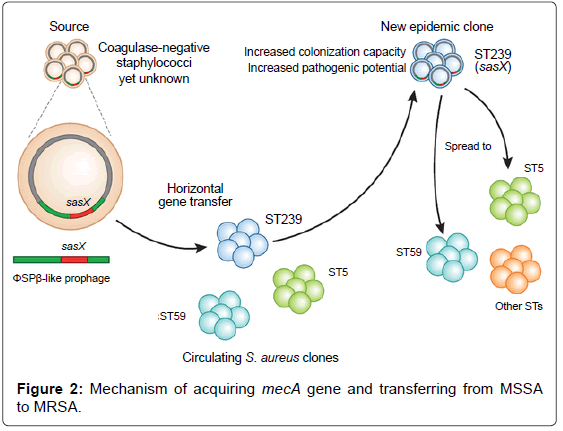 Nosocomial Infections in Saudi Arabia Caused by Methicillin Resistance ...