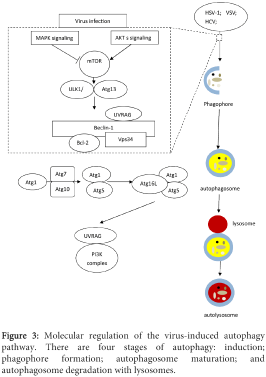 Virus-Induced Autophagy in Innate Immunity