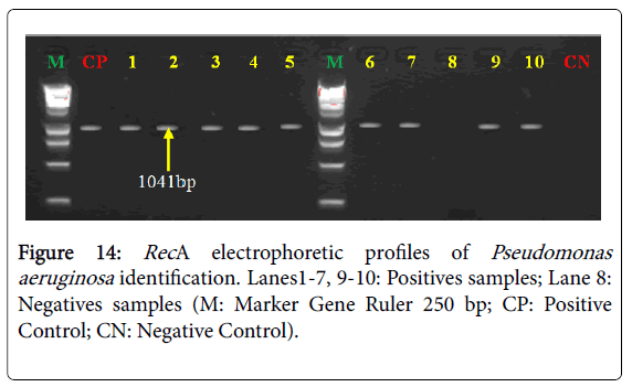 Comparative Evaluation of Molecular Detection Performance of ...