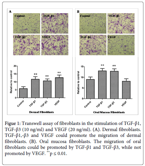 The Expression Level of TGF-β1, TGF-β3 and VEGF in Transplanted Oral ...