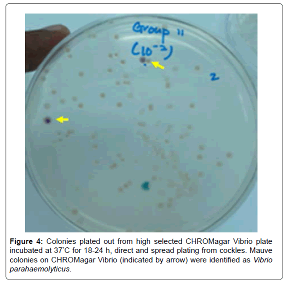 Antibiotic Resistance of Vibrio parahaemolyticus Isolated from Cockles ...