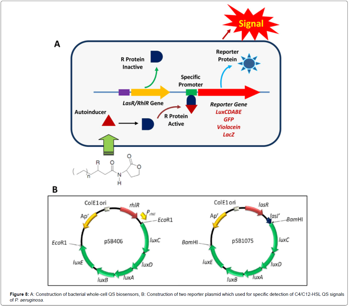 Quorum Sensing in Bacteria and a Glance on Pseudomonas aeruginosa
