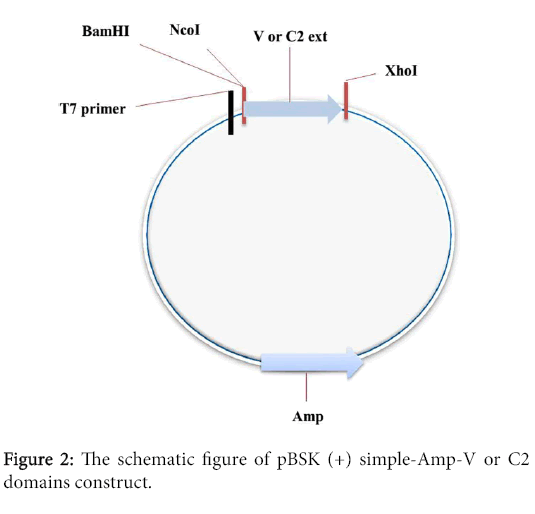 Cloning and Expression of C2 and V Domains of ALCAM Protein in E.