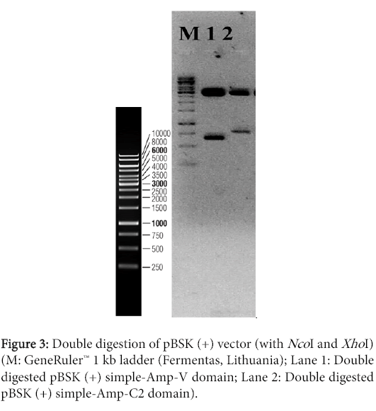 Cloning and Expression of C2 and V Domains of ALCAM Protein in E.