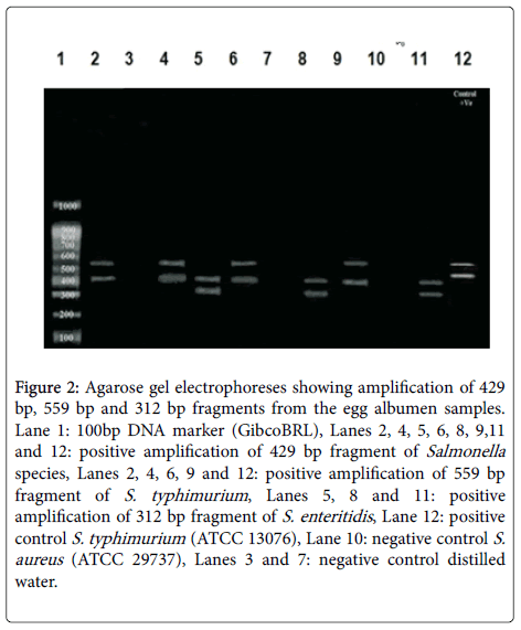 Multiplex PCR-based detection of Salmonella typhimurium and Salmo