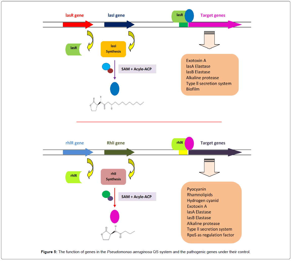 Quorum Sensing in Bacteria and a Glance on Pseudomonas aeruginosa
