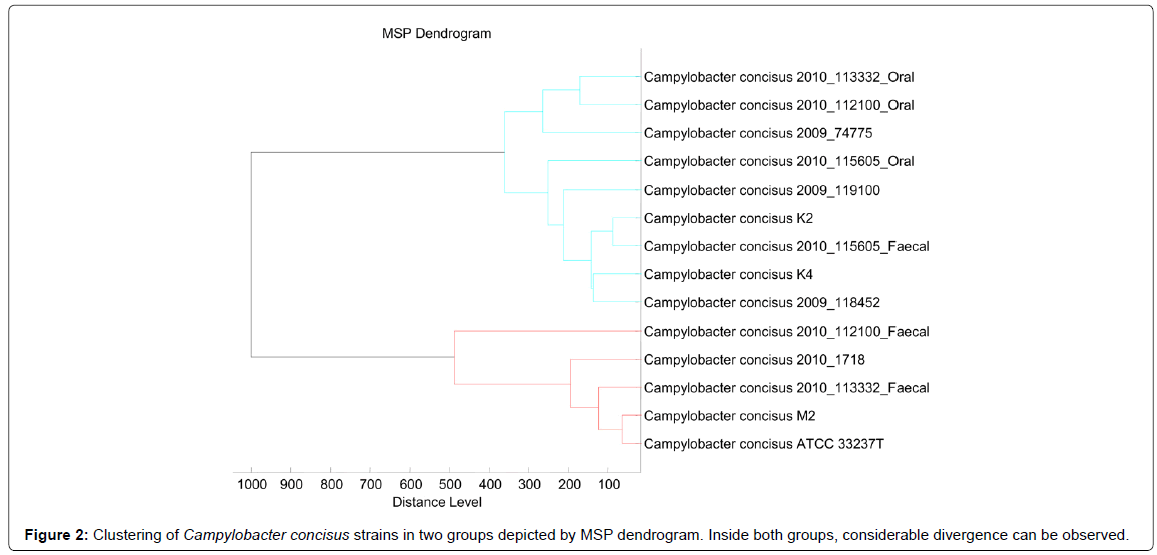 Identification and Differentiation of Highly Diverse Campylobacte