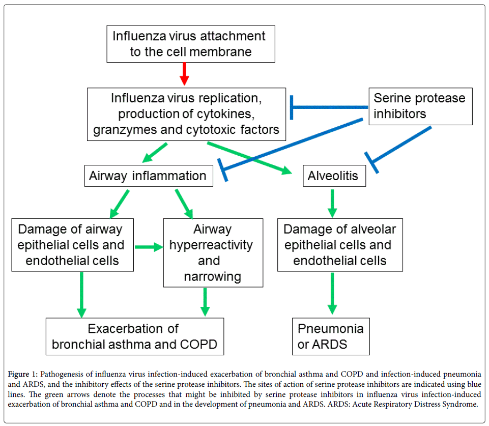 Serine Proteases and their Inhibitors in Human Airway Epithelial