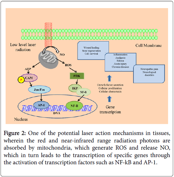 Effects and Action Mechanism of Low Level Laser Therapy (LLLT): A