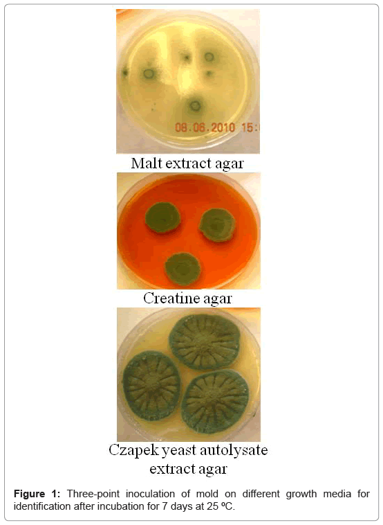 Evaluation of Mold and Mycotoxin Contaminations in Hybrid Hazelnuts ...