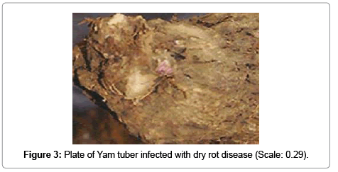 Field Survey of Symptoms and Isolation of Fungi Associated with Post ...