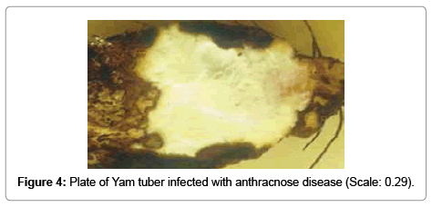 Field Survey of Symptoms and Isolation of Fungi Associated with Post ...