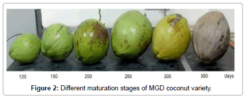 Quantification of Cytokinins in Coconut Water from Different Maturation ...