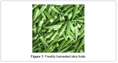 Characteristics of Okra under Different Process Pretreatments and ...