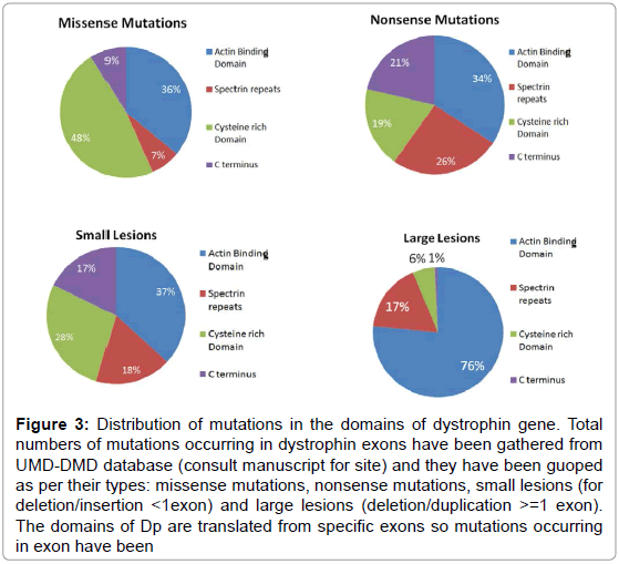 Domain Wise Distribution of Mutations in Dystrophin Protein and D