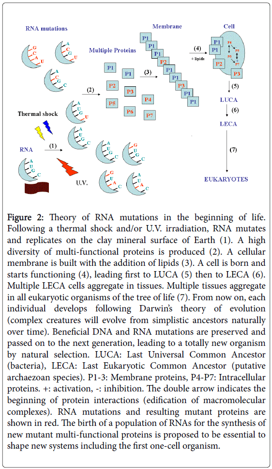 RNA Mutations: Source of Life
