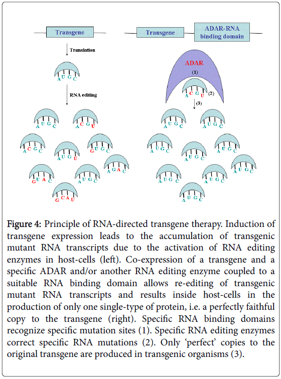 RNA Mutations: Source of Life