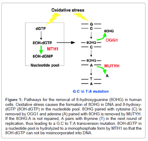Role of Base Excision Repair Enzyme MUTYH in the Repair of 8-Hydr