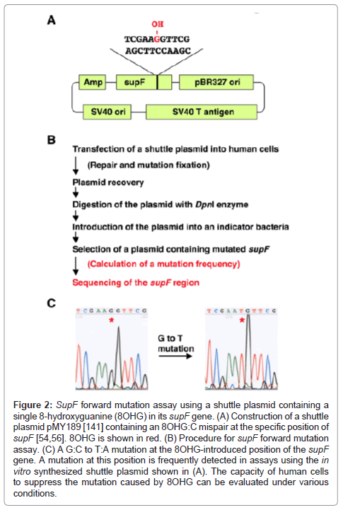 Role of Base Excision Repair Enzyme MUTYH in the Repair of 8-Hydr