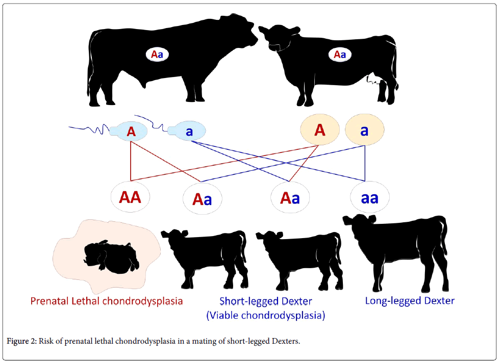 Genetic and Pathoanatomical Features of the Bovine Prenatal Lethal ...