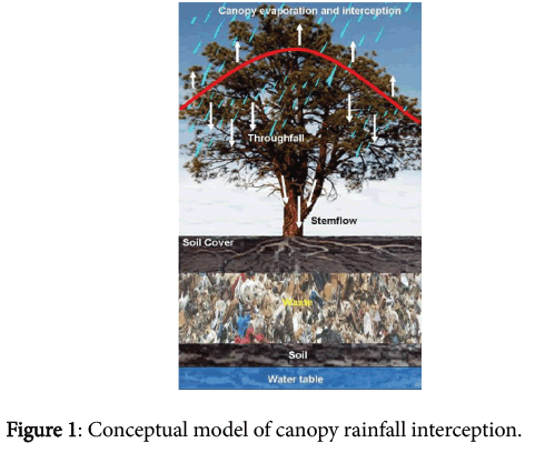 Canopy Rainfall Intercepted by Nineteen Tree Species Grown on a P