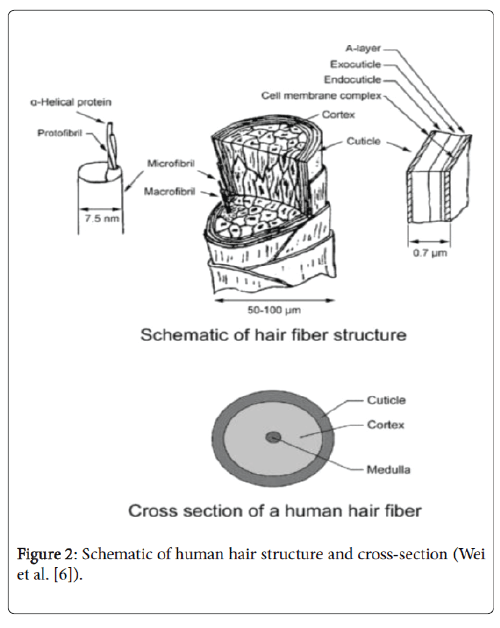 Human Hair: A Biodegradable Composite Fiber A Review