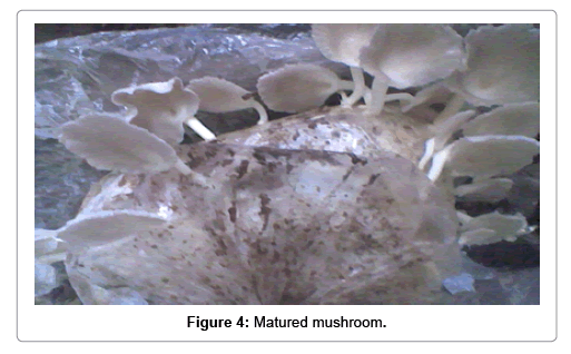 Low Cost Production of Mushroom using Agricultural Waste in a ...