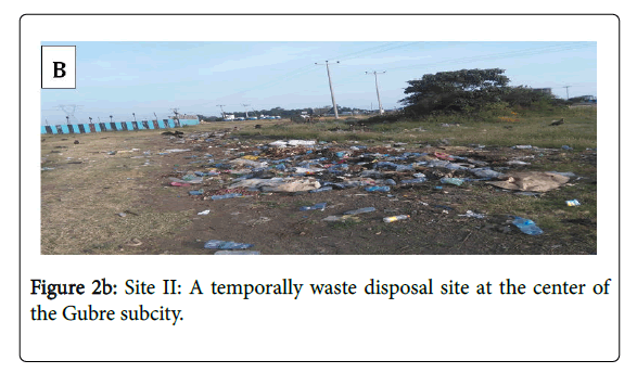Assessment of Bird Diversity and Abundance from Waste Disposal Sites in ...