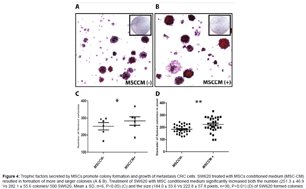 Mesenchymal Stem/Stromal Cells Exert Trophic Effect on Colorectal